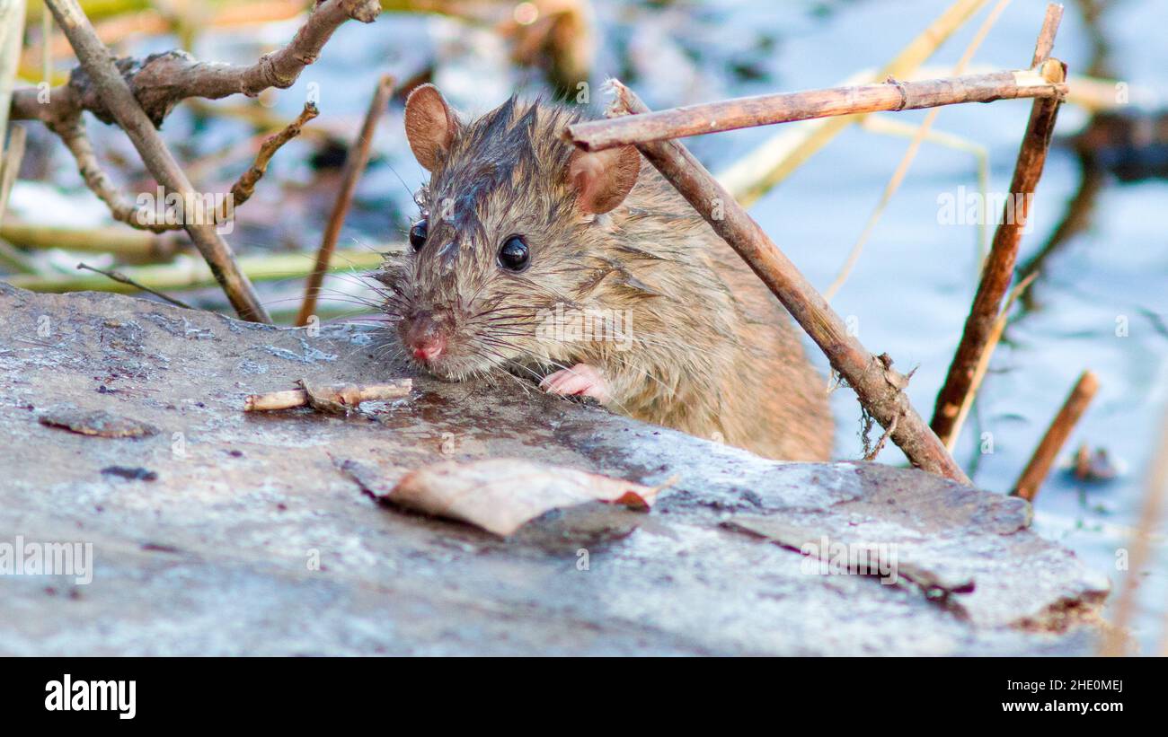 Closeup rat hi-res stock photography and images - Alamy