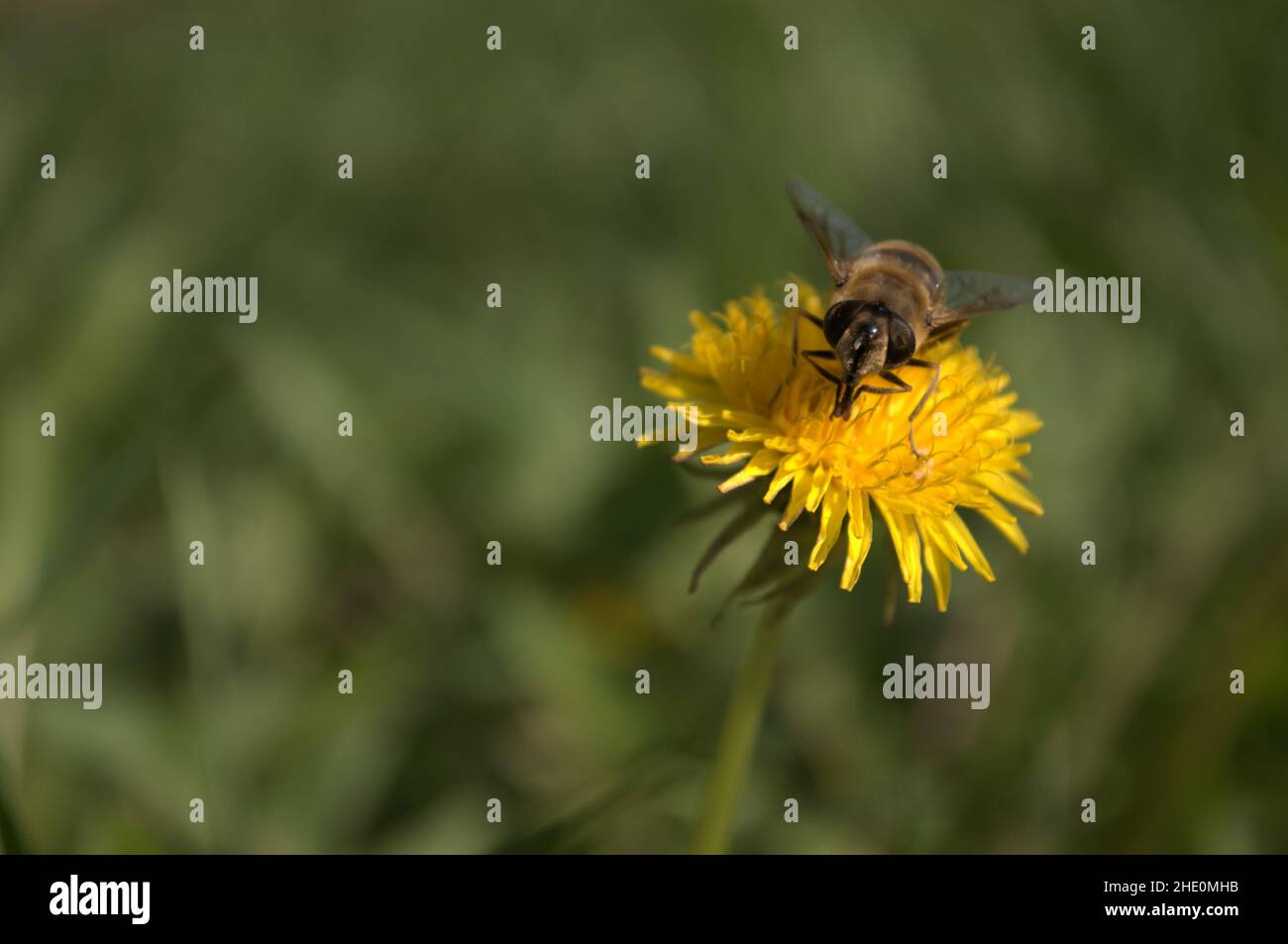 Honey bee on yellow dandelion Stock Photo - Alamy