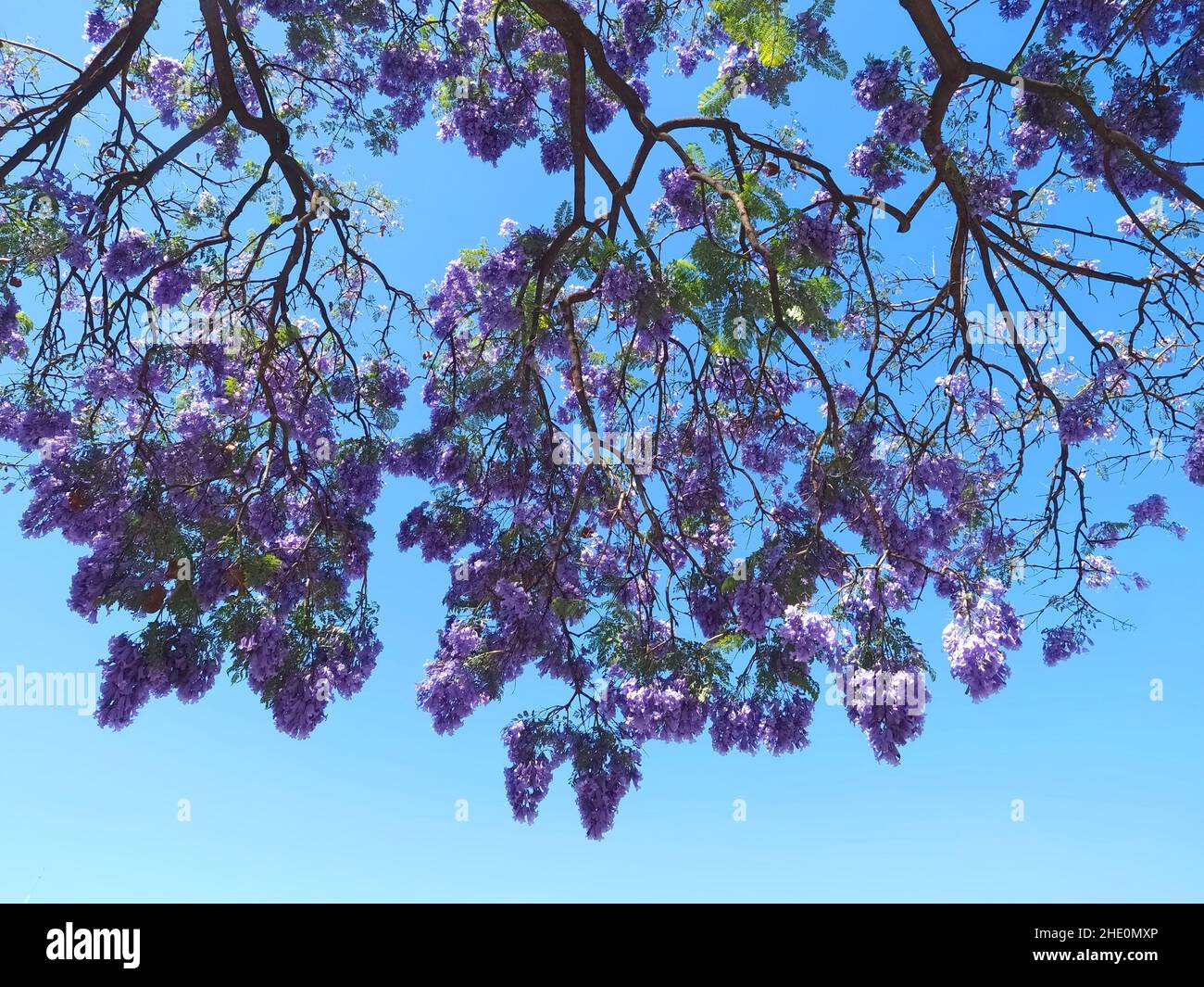 Jacaranda mimosifolia- palisander tree with violet blossoms Stock Photo ...