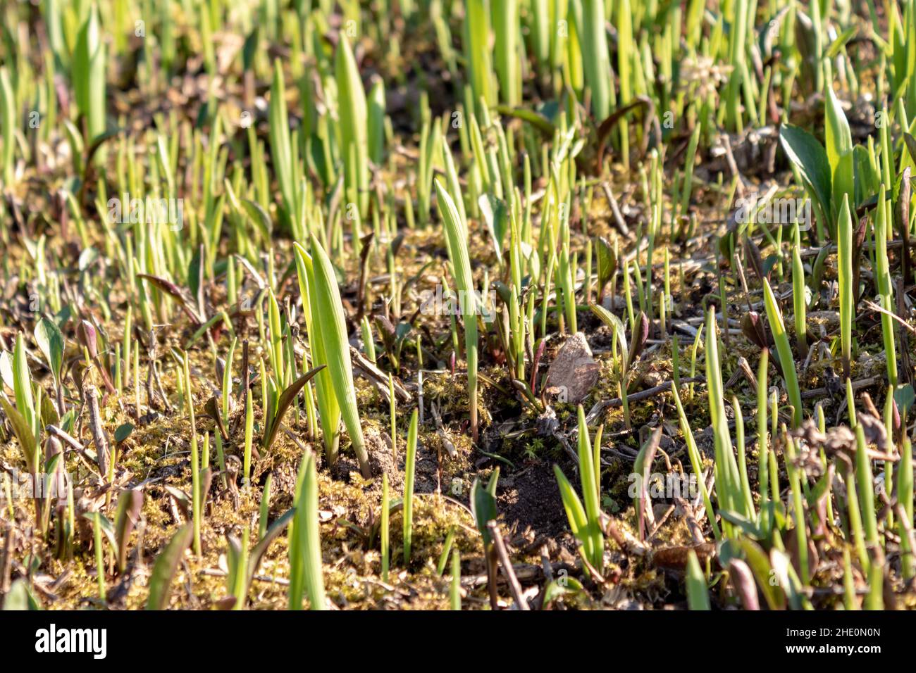 green grass growing on the ground, close up Stock Photo - Alamy