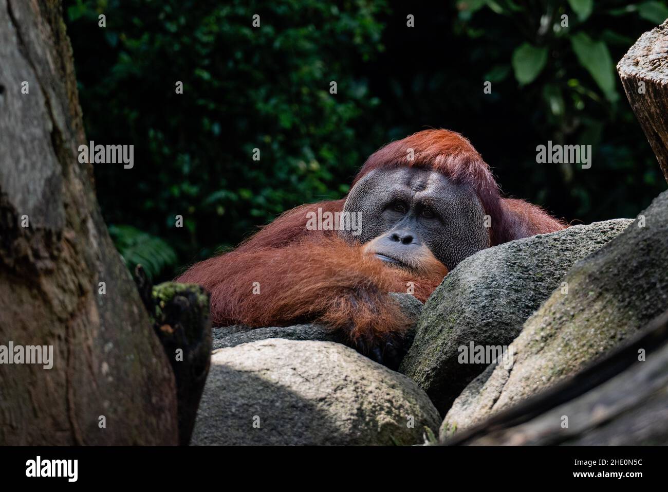 Orangutan lying on rocks in a forest Stock Photo - Alamy