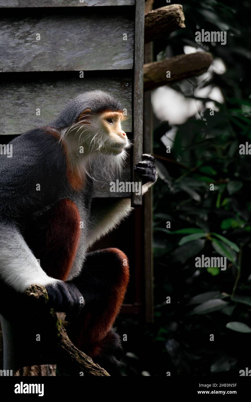 Douc langur hi-res stock photography and images - Alamy