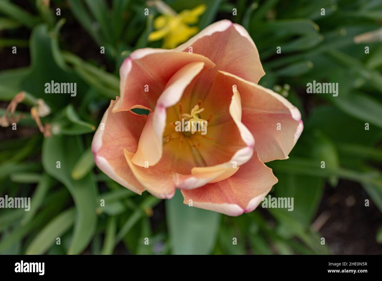 Tulip top view hi-res stock photography and images - Alamy