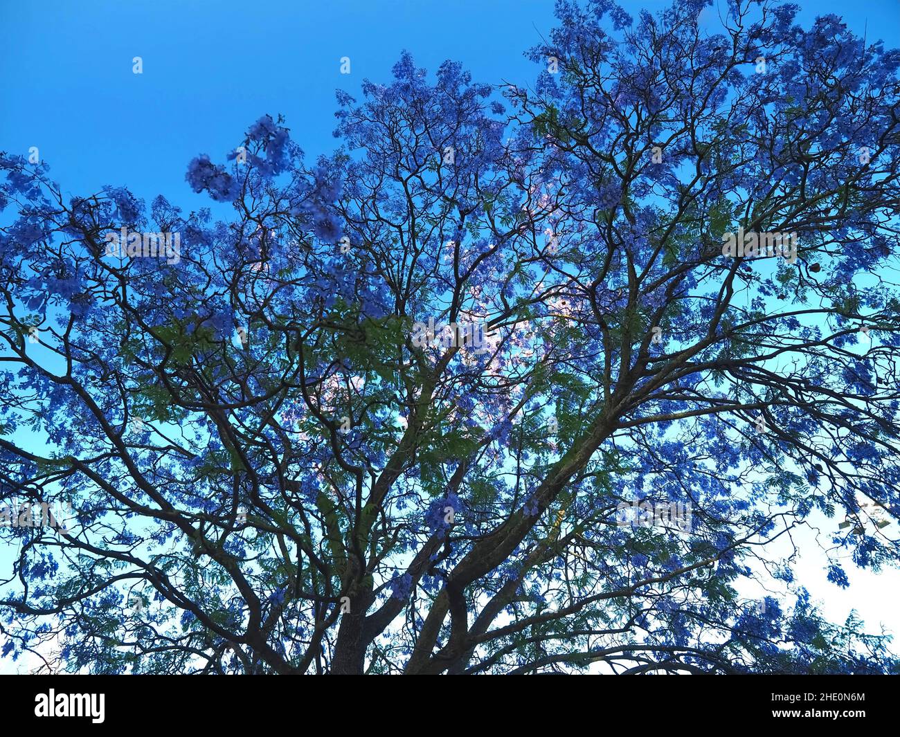 Jacaranda mimosifolia- palisander tree with violet blossoms Stock Photo ...