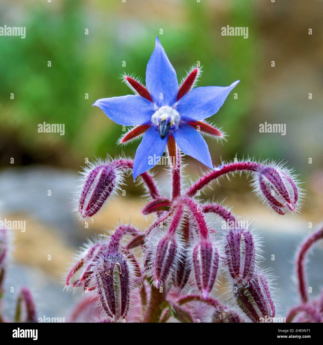 Blue Borage flower also known as Starflower (Borago officinalis), close ...