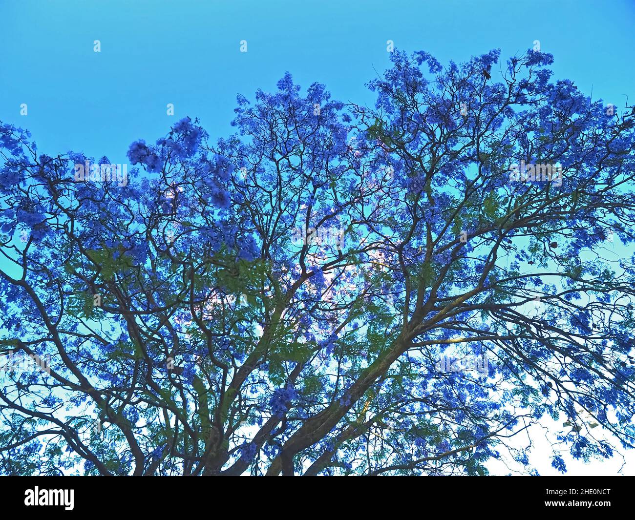 Jacaranda mimosifolia- palisander tree with violet blossoms Stock Photo ...