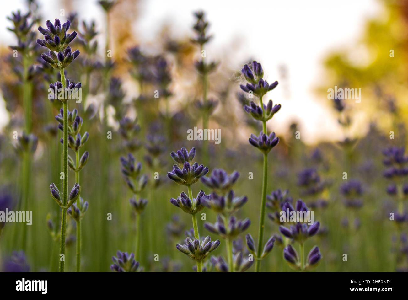 Lavendel lavandula angustifolia hi-res stock photography and images - Alamy