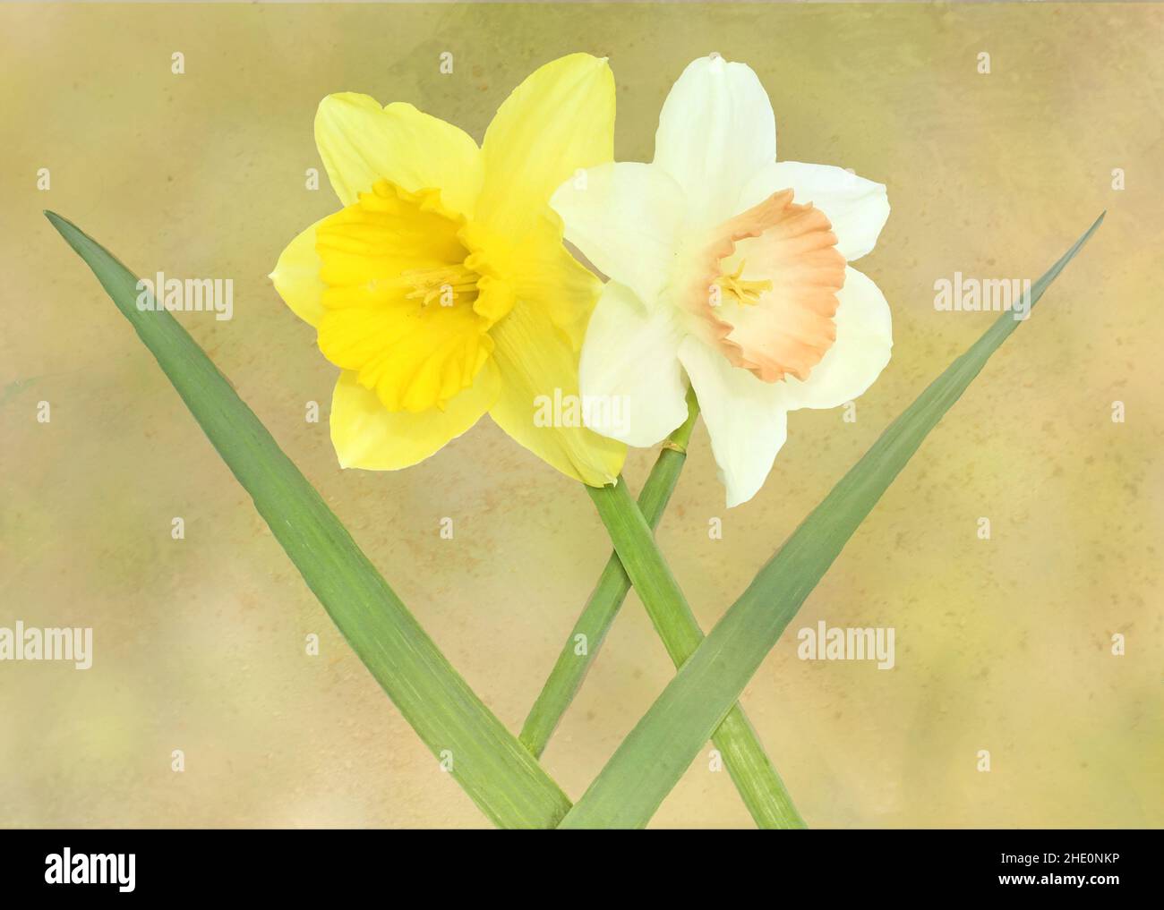 Two daffodils still life photography Stock Photo - Alamy
