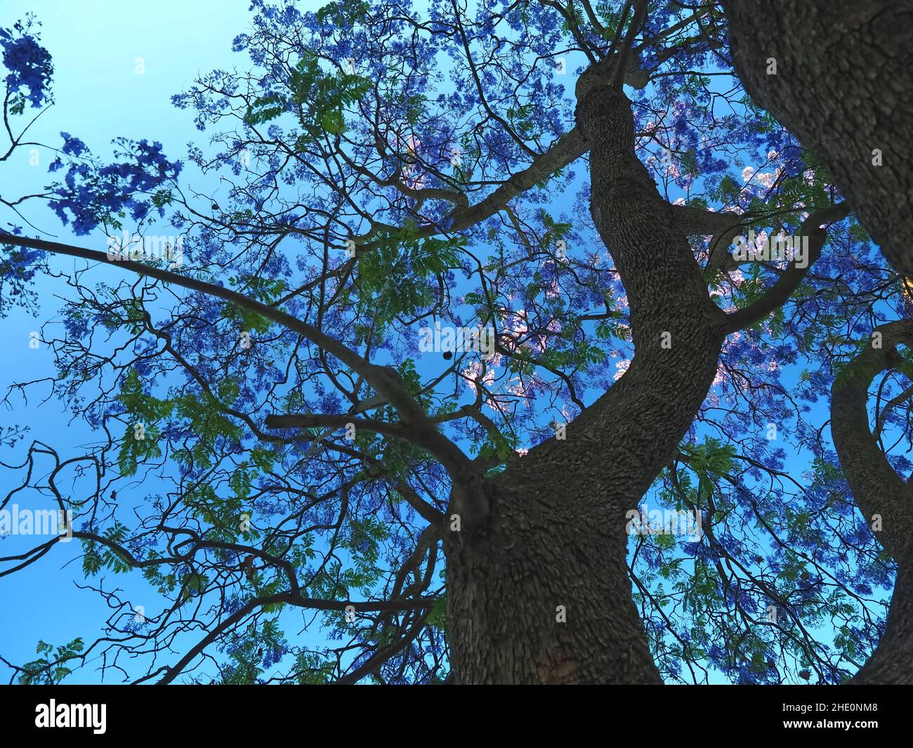 Jacaranda mimosifolia- palisander tree with violet blossoms Stock Photo ...