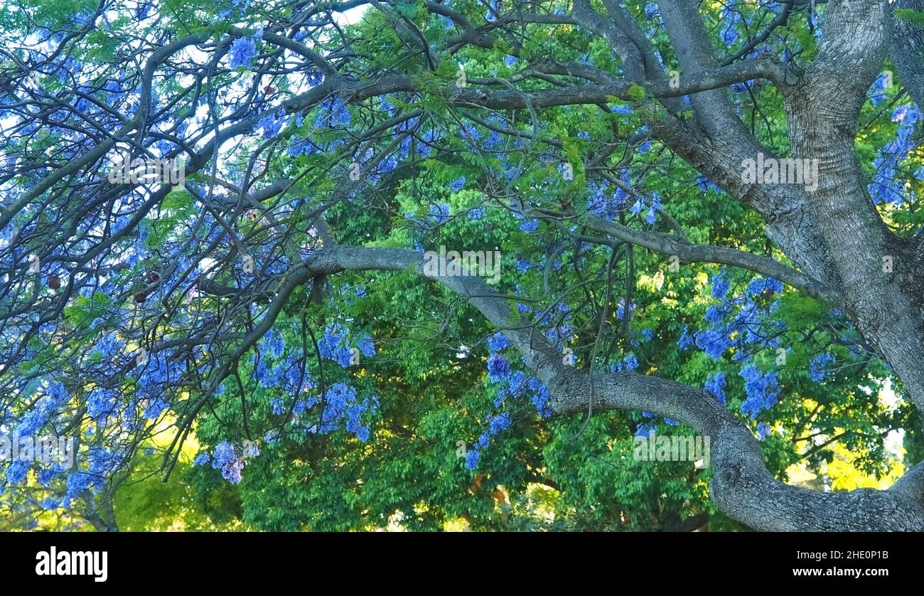 Jacaranda mimosifolia- palisander tree with violet blossoms Stock Photo ...
