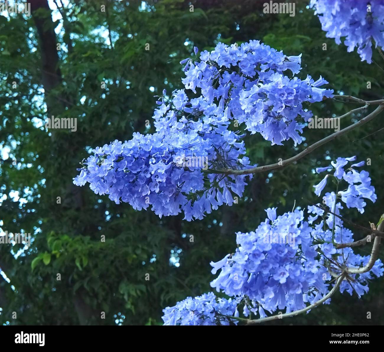 Jacaranda mimosifolia- palisander tree with violet blossoms Stock Photo ...