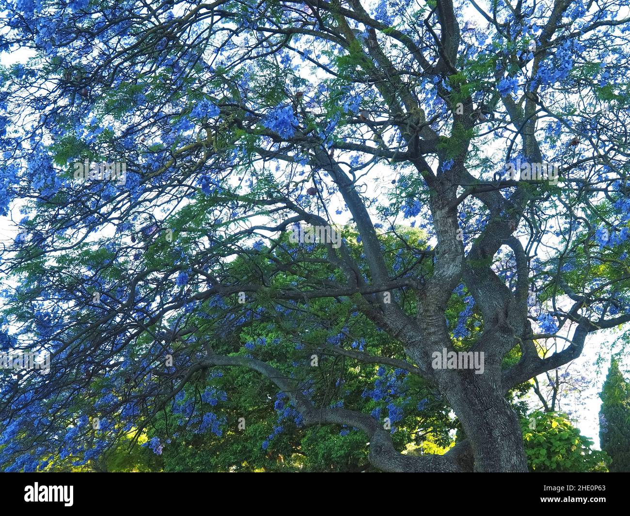 Jacaranda mimosifolia- palisander tree with violet blossoms Stock Photo ...