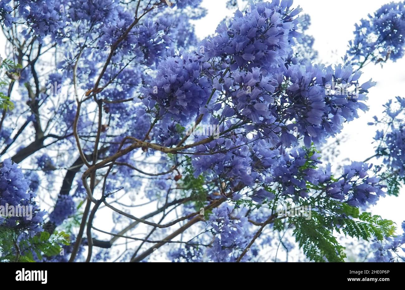Jacaranda mimosifolia- palisander tree with violet blossoms Stock Photo ...