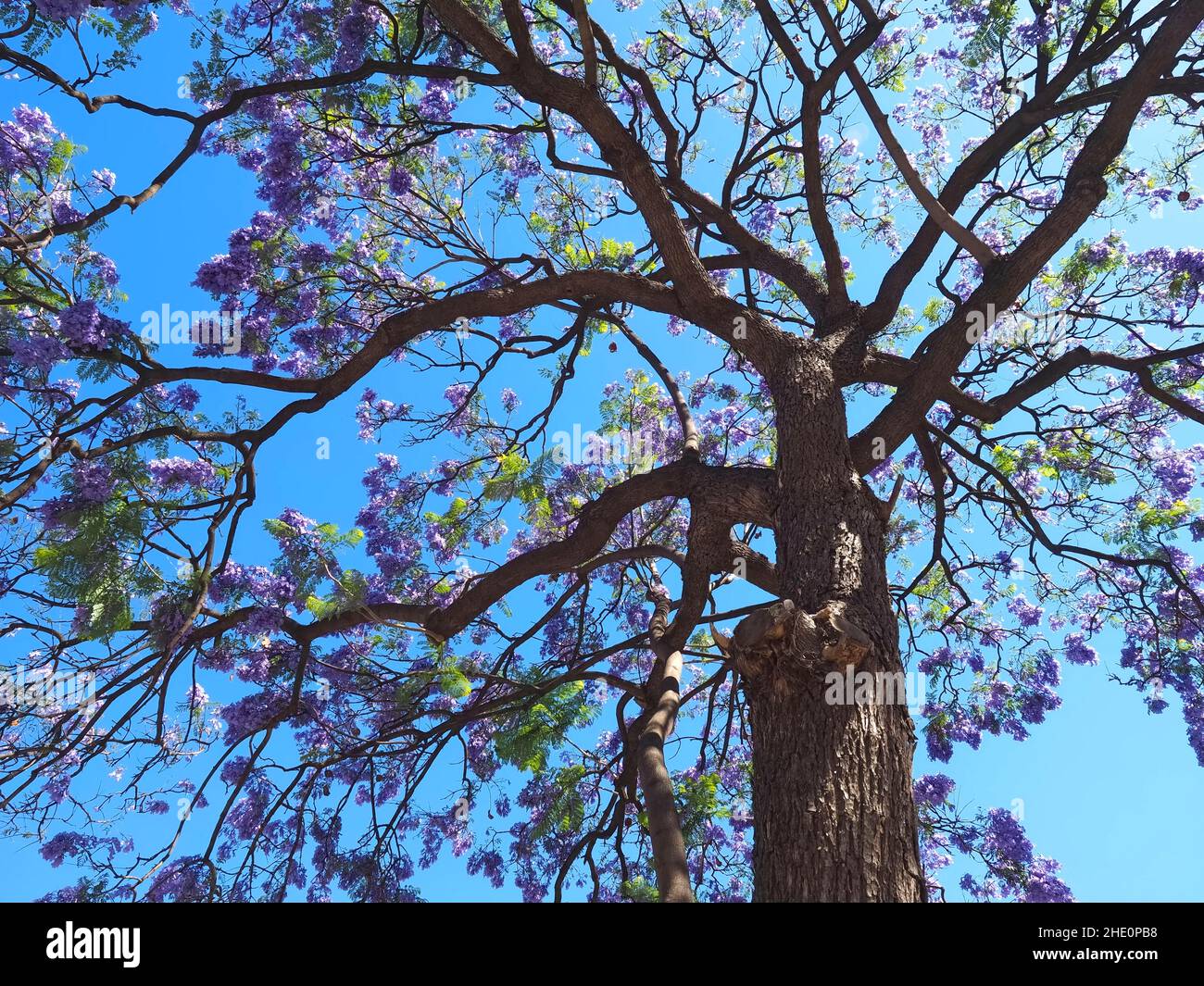 Jacaranda mimosifolia- palisander tree with violet blossoms Stock Photo ...