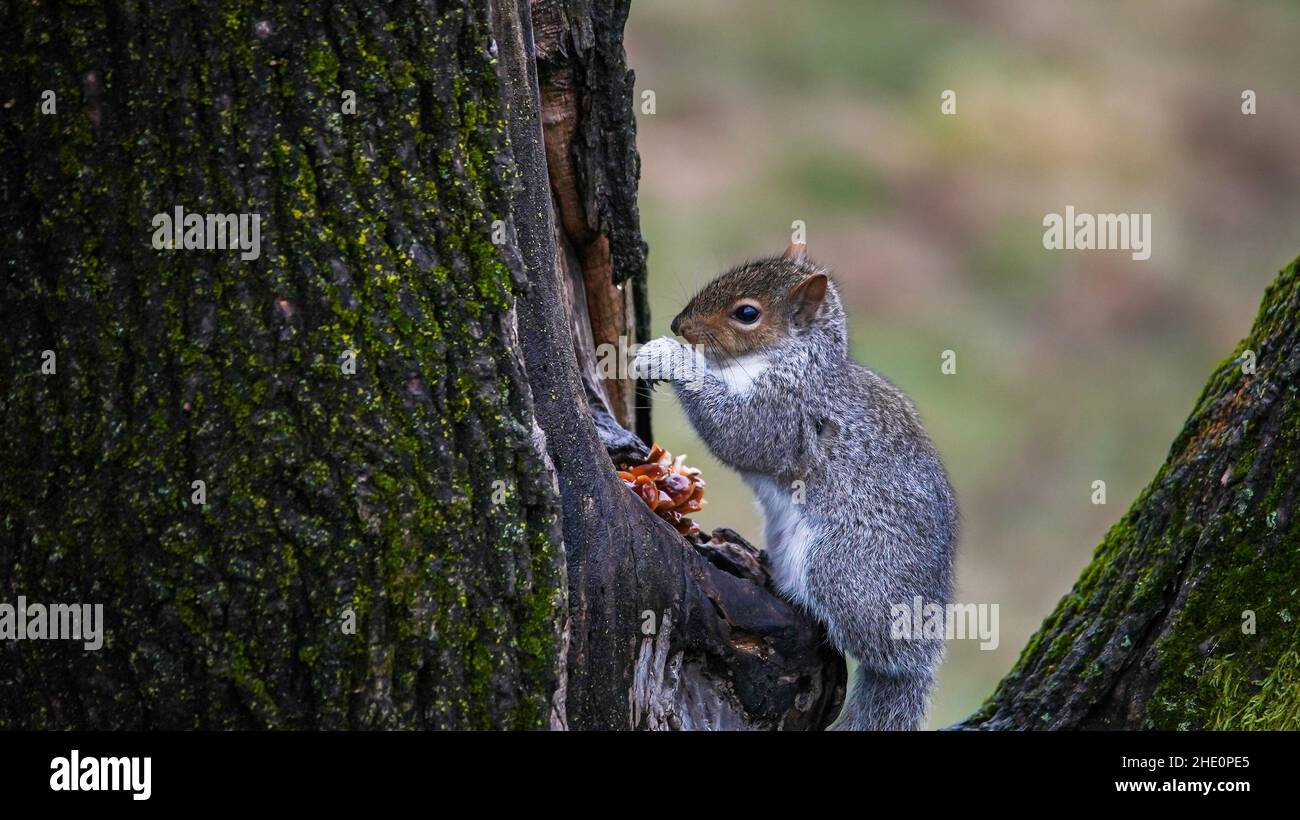 Wet squirrel hi-res stock photography and images - Alamy