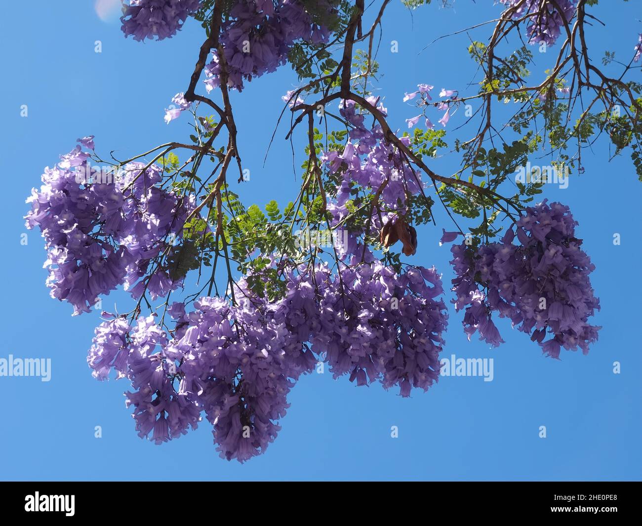 Jacaranda mimosifolia- palisander tree with violet blossoms Stock Photo ...