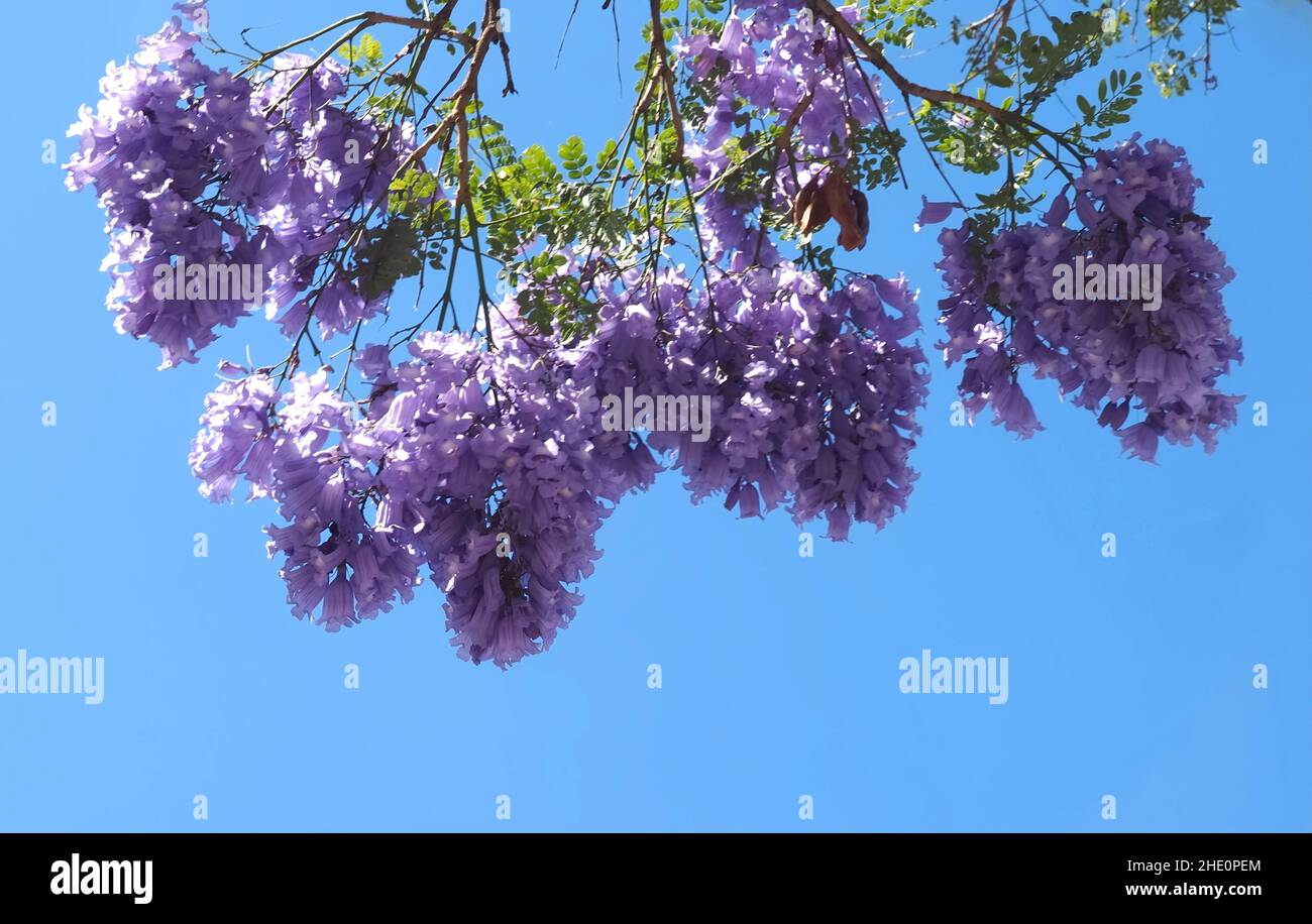 Jacaranda mimosifolia- palisander tree with violet blossoms Stock Photo ...