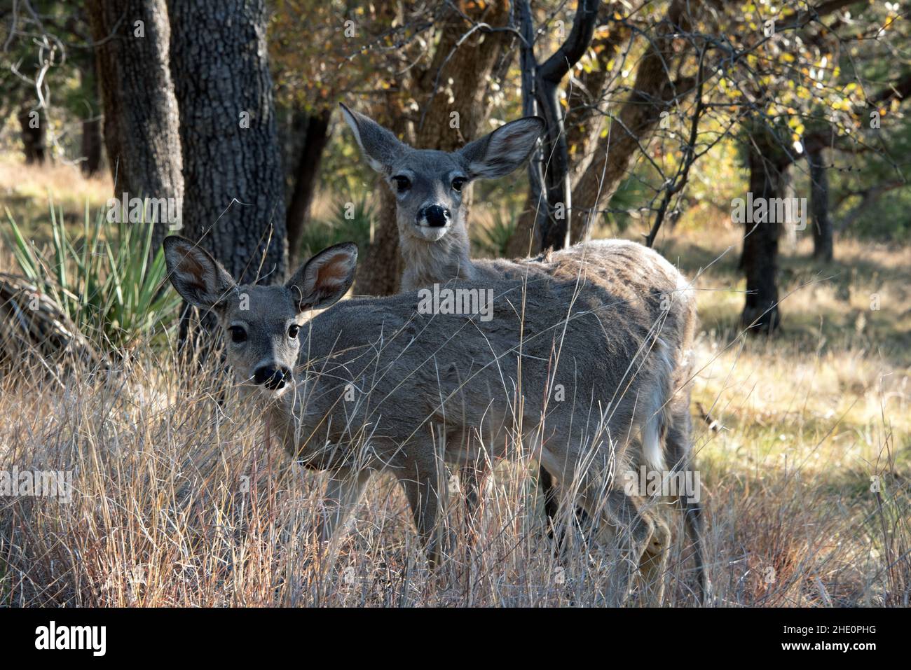 Coues White-tailed Deer (Odocoileus virginianus couesi Stock Photo - Alamy