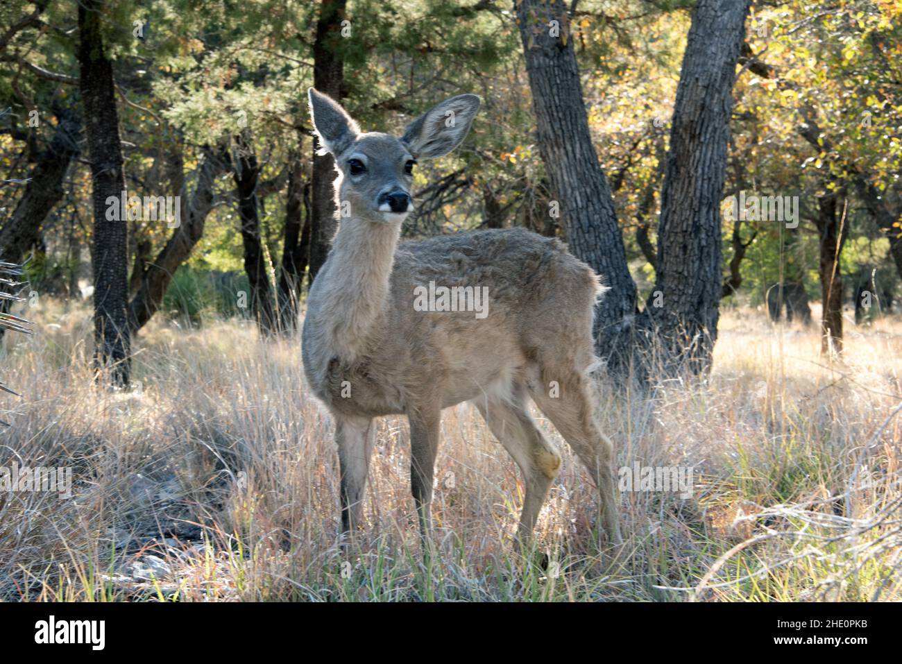 Coues White-tailed Deer (Odocoileus virginianus couesi Stock Photo - Alamy