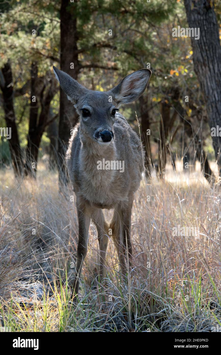 Coues White-tailed Deer (Odocoileus virginianus couesi Stock Photo - Alamy