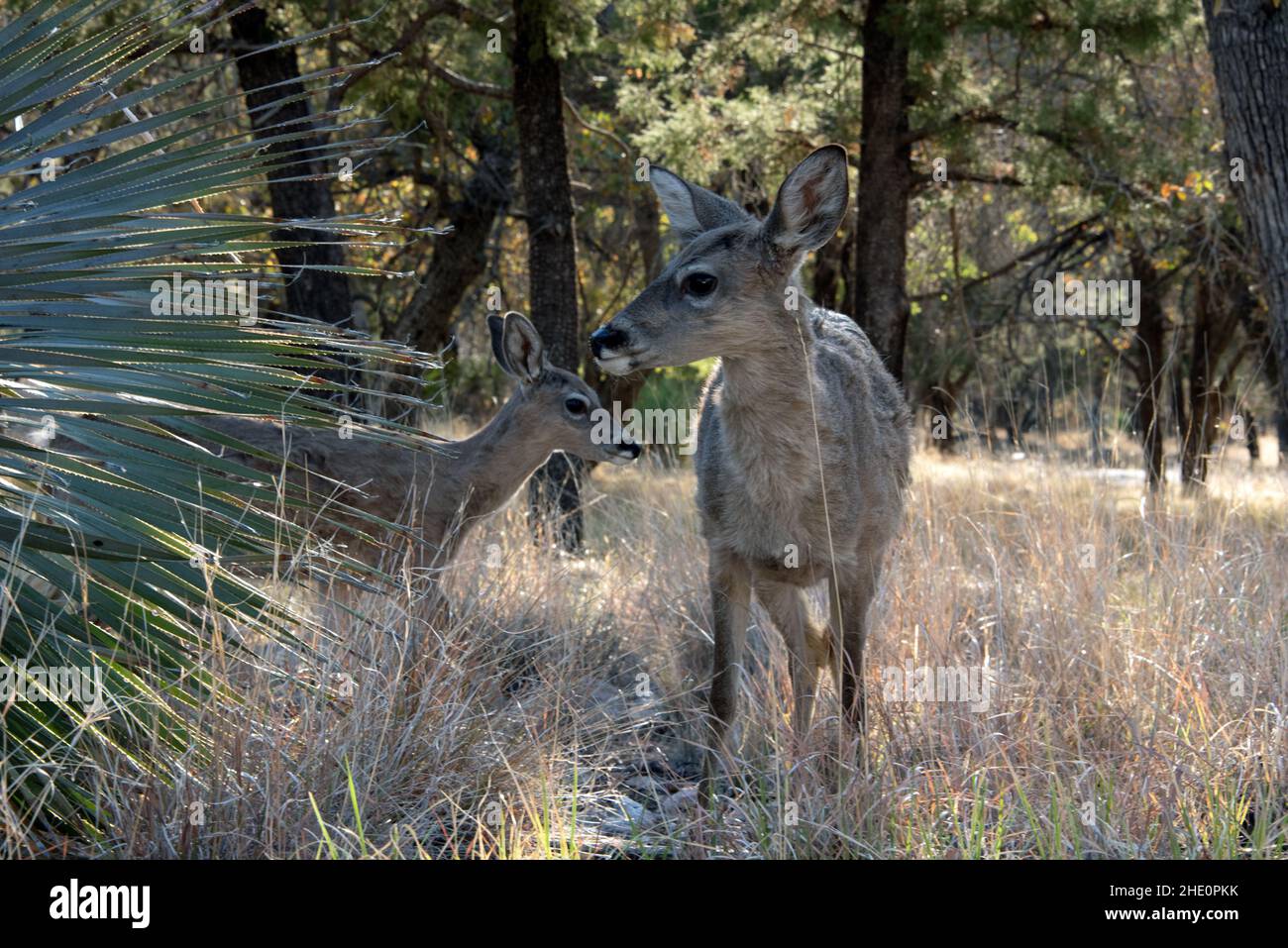 Coues White-tailed Deer (Odocoileus virginianus couesi Stock Photo - Alamy