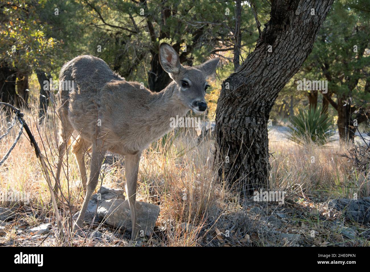 Coues White-tailed Deer (Odocoileus virginianus couesi Stock Photo - Alamy