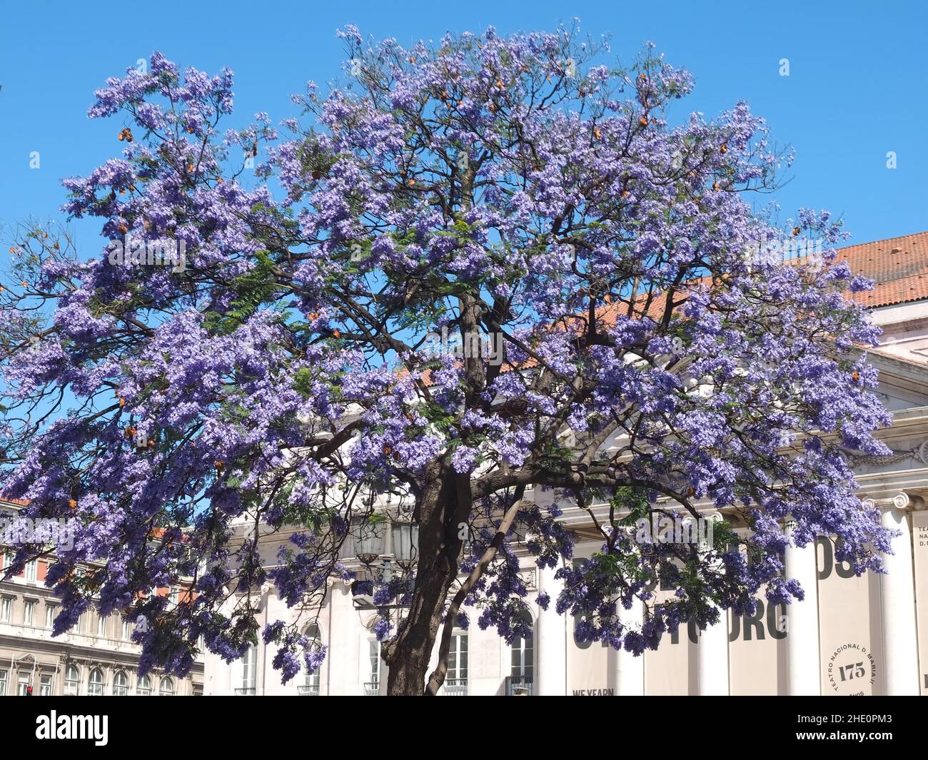 Jacaranda mimosifolia- palisander tree with violet blossoms Stock Photo ...