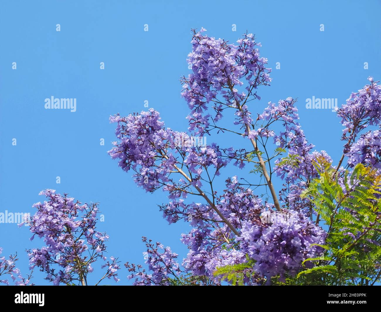 Jacaranda mimosifolia- palisander tree with violet blossoms Stock Photo ...