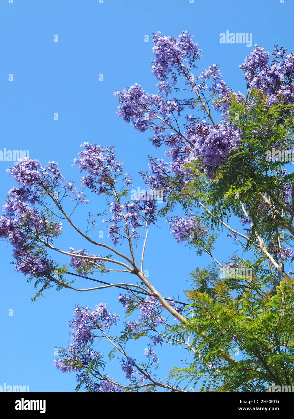 Jacaranda mimosifolia- palisander tree with violet blossoms Stock Photo ...