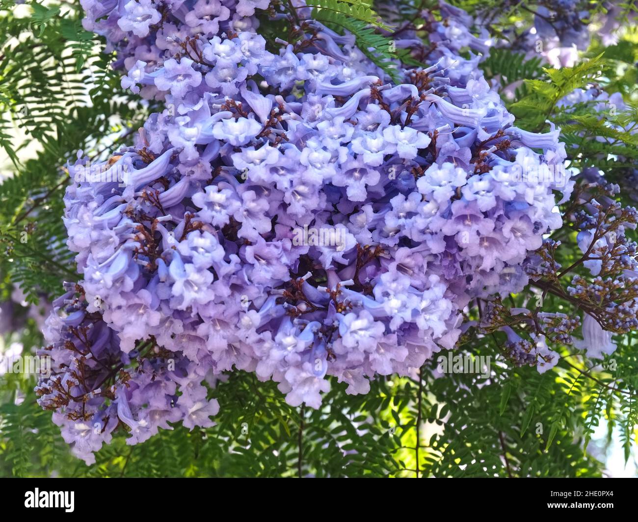 Jacaranda mimosifolia- palisander tree with violet blossoms Stock Photo ...