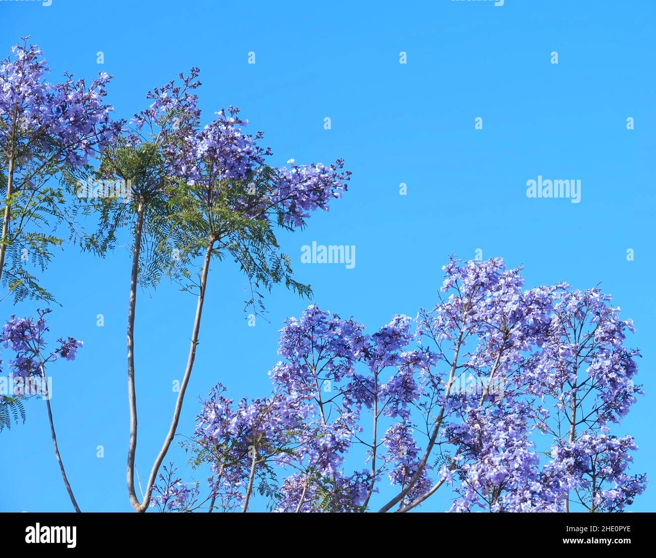 Jacaranda mimosifolia- palisander tree with violet blossoms Stock Photo ...