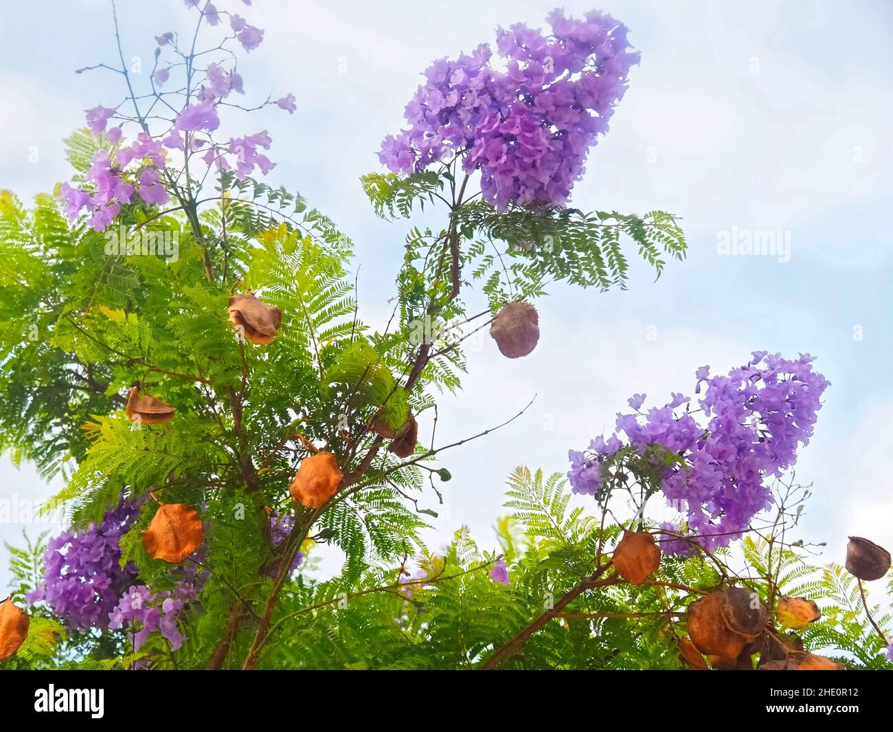 Jacaranda mimosifolia- palisander tree with violet blossoms Stock Photo ...