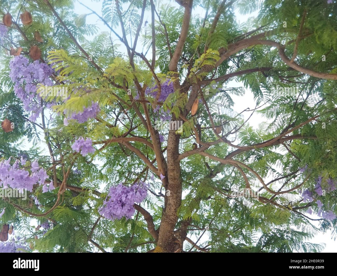 Jacaranda mimosifolia- palisander tree with violet blossoms Stock Photo ...