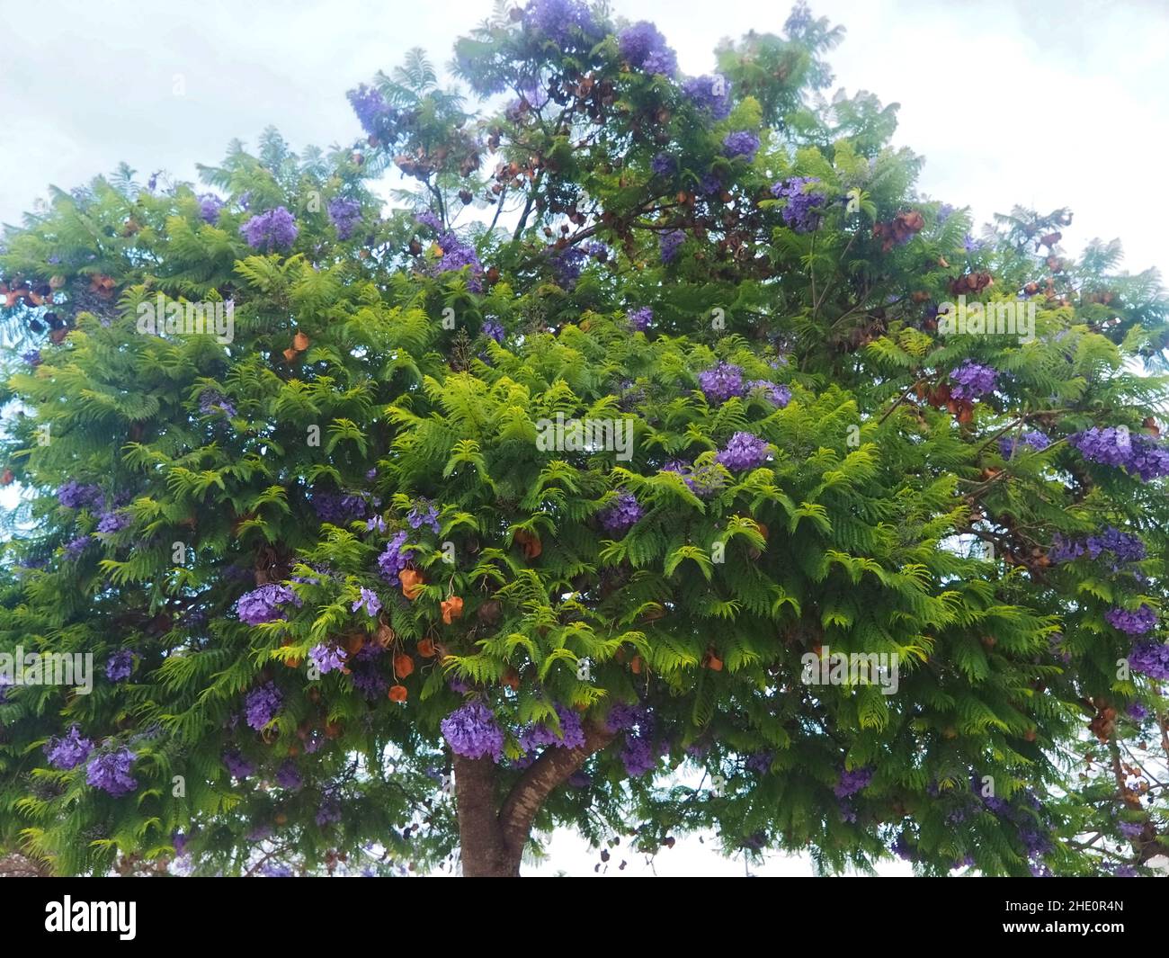 Jacaranda mimosifolia- palisander tree with violet blossoms Stock Photo ...