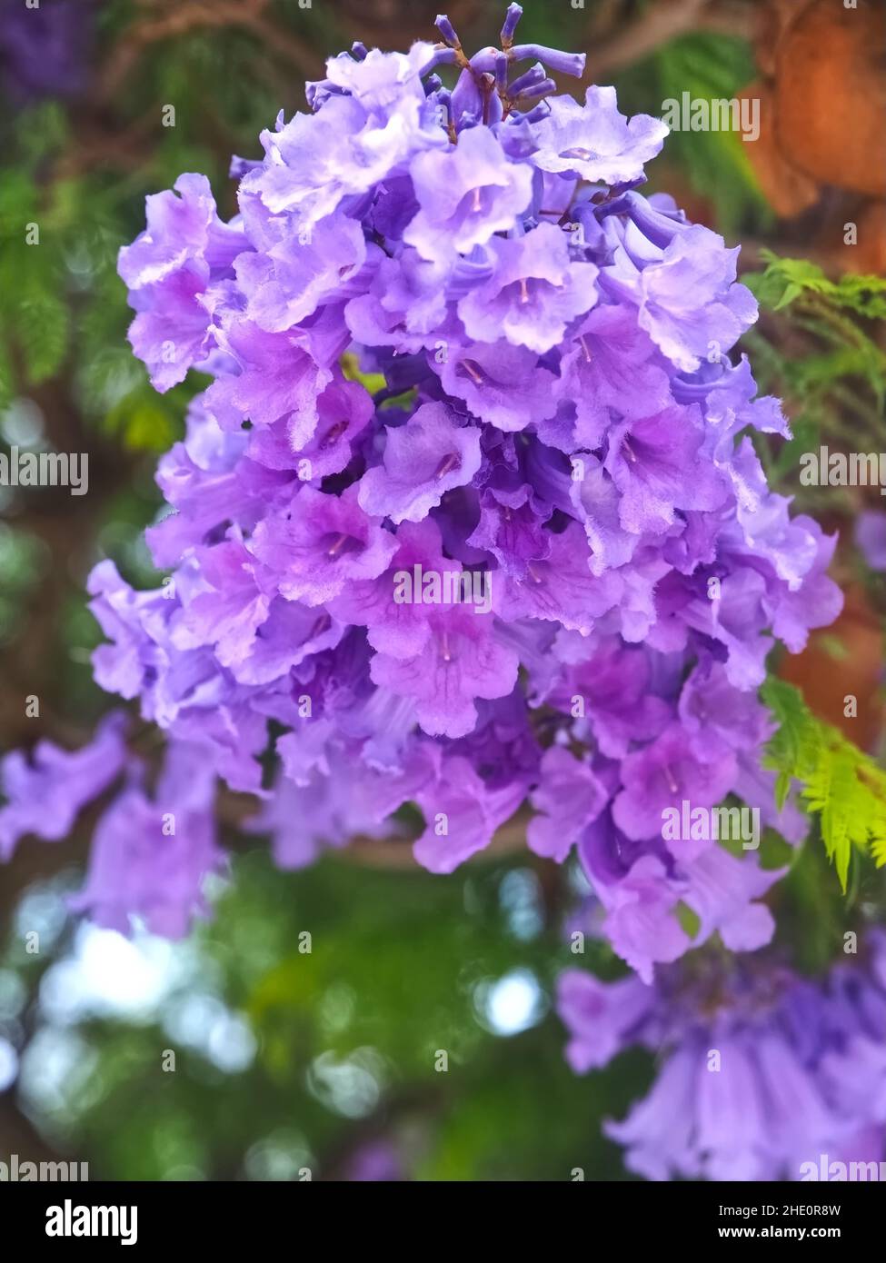 Jacaranda mimosifolia- palisander tree with violet blossoms Stock Photo ...