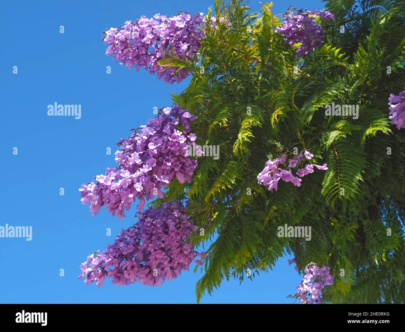 Jacaranda mimosifolia- palisander tree with violet blossoms Stock Photo ...