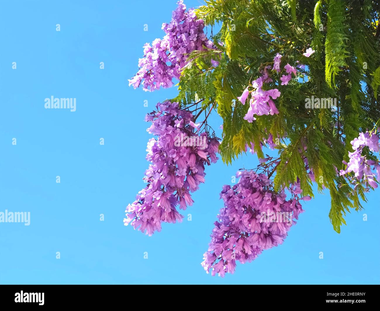 Jacaranda mimosifolia- palisander tree with violet blossoms Stock Photo ...