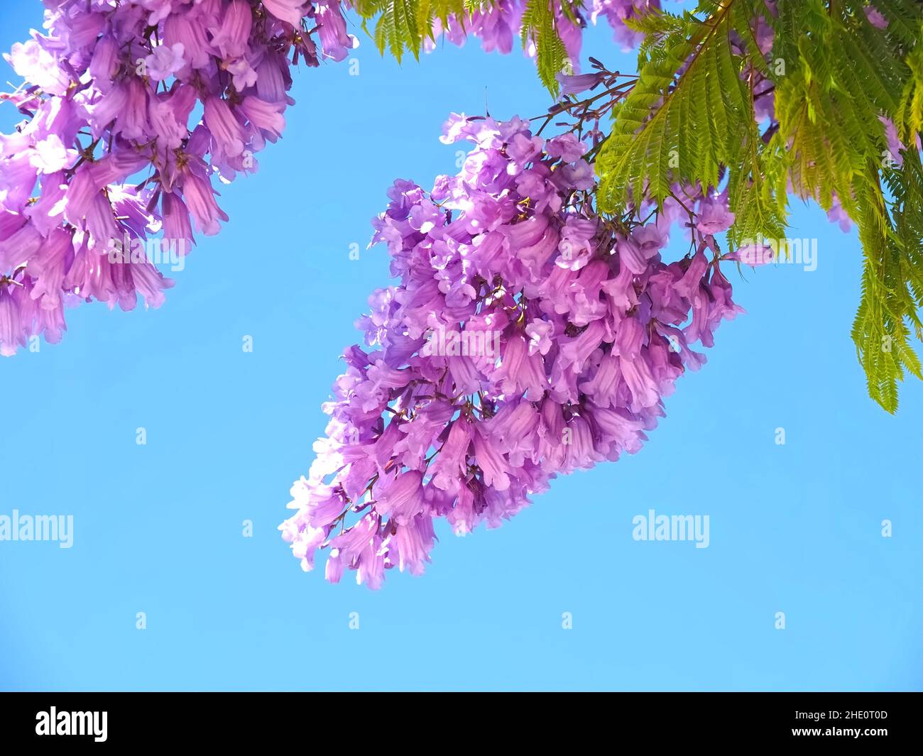 Jacaranda mimosifolia- palisander tree with violet blossoms Stock Photo ...