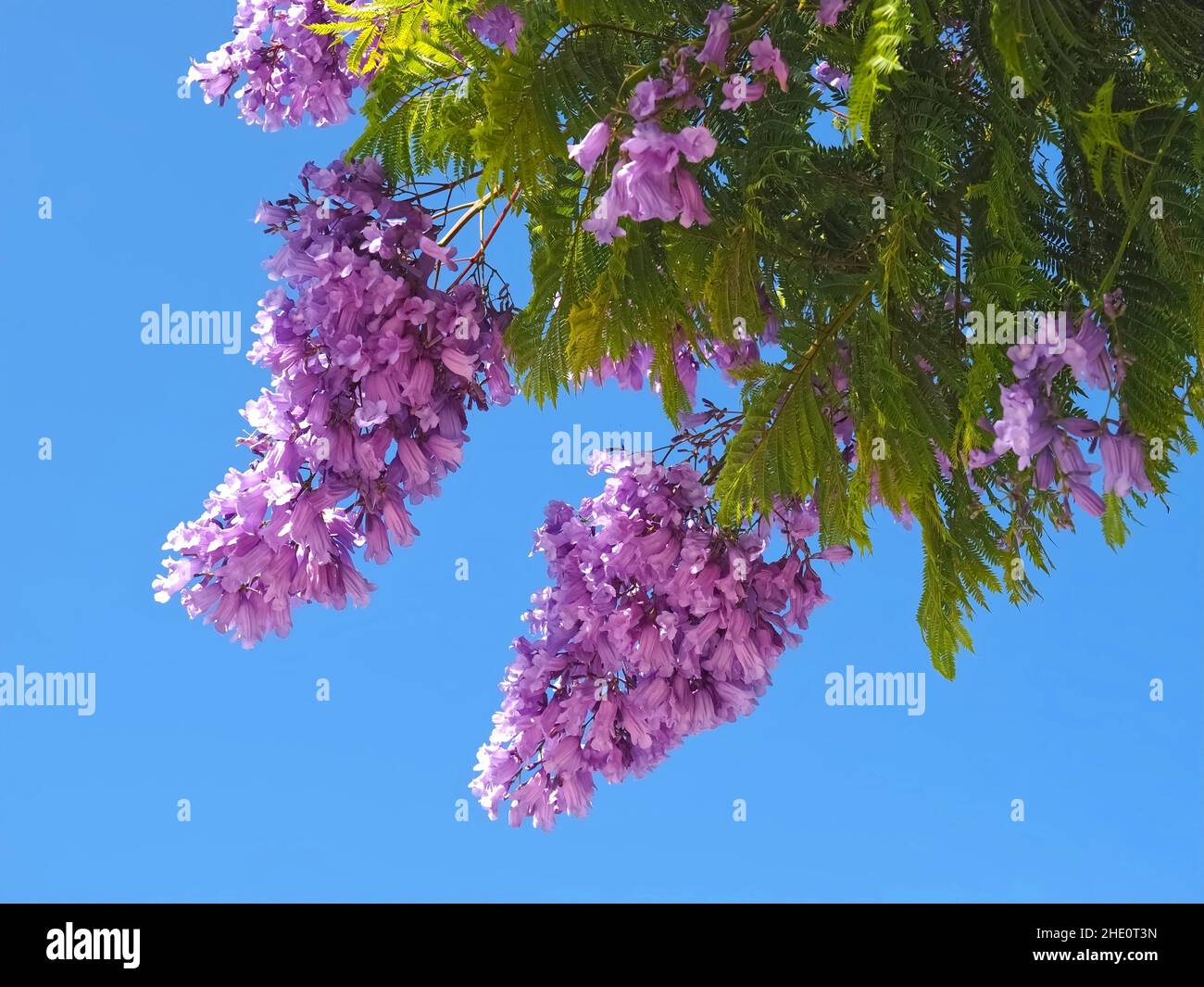 Jacaranda mimosifolia- palisander tree with violet blossoms Stock Photo ...