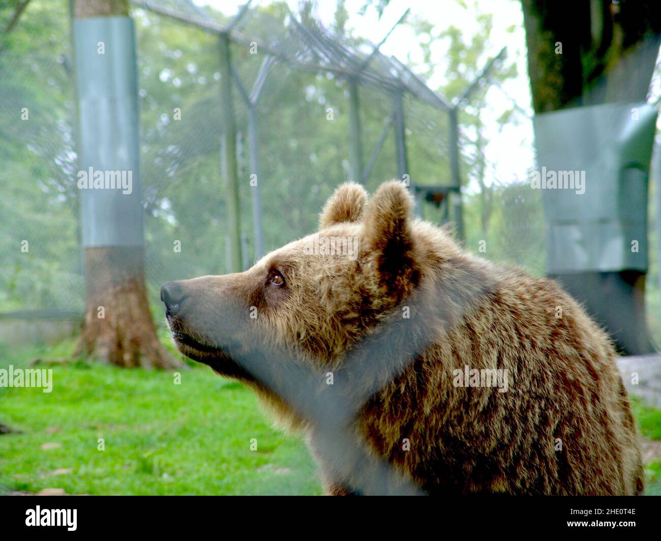 Cute brown bear behind a fence Stock Photo - Alamy