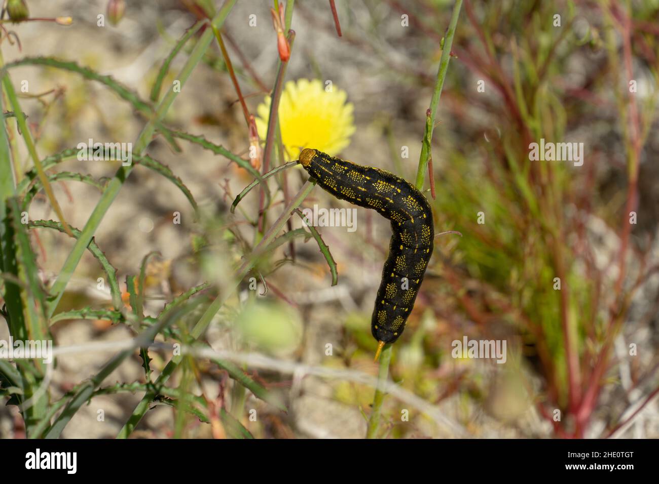 Close-up shot of a White-lined sphinx Stock Photo - Alamy