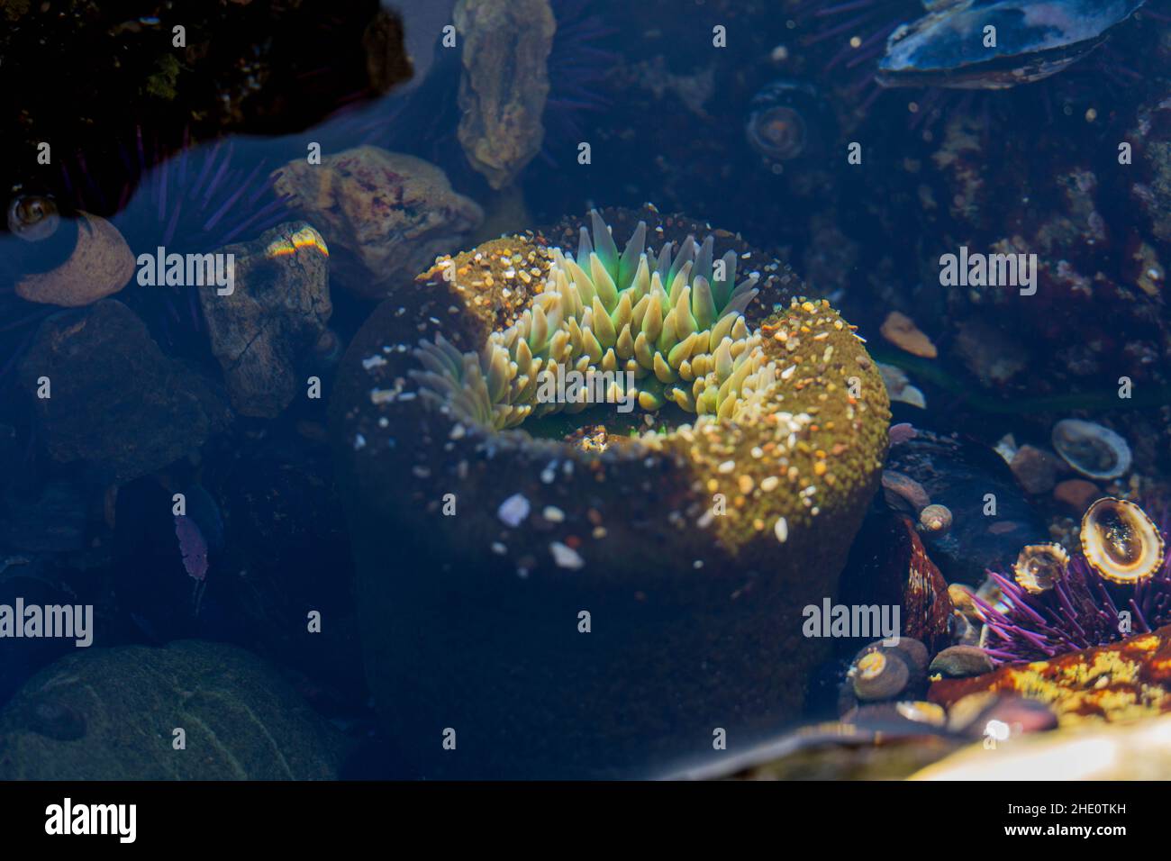 Beauty giant hi-res stock photography and images - Alamy