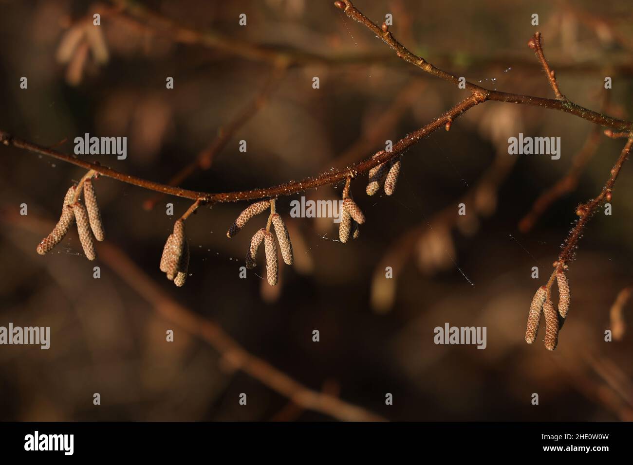 Sunny weather tree hi-res stock photography and images - Alamy