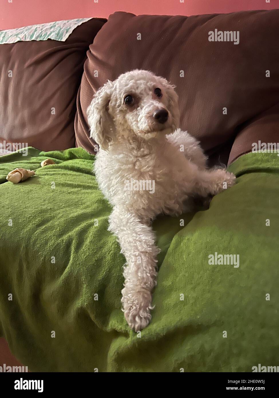 Dog leisurely resting on the couch at home Stock Photo - Alamy