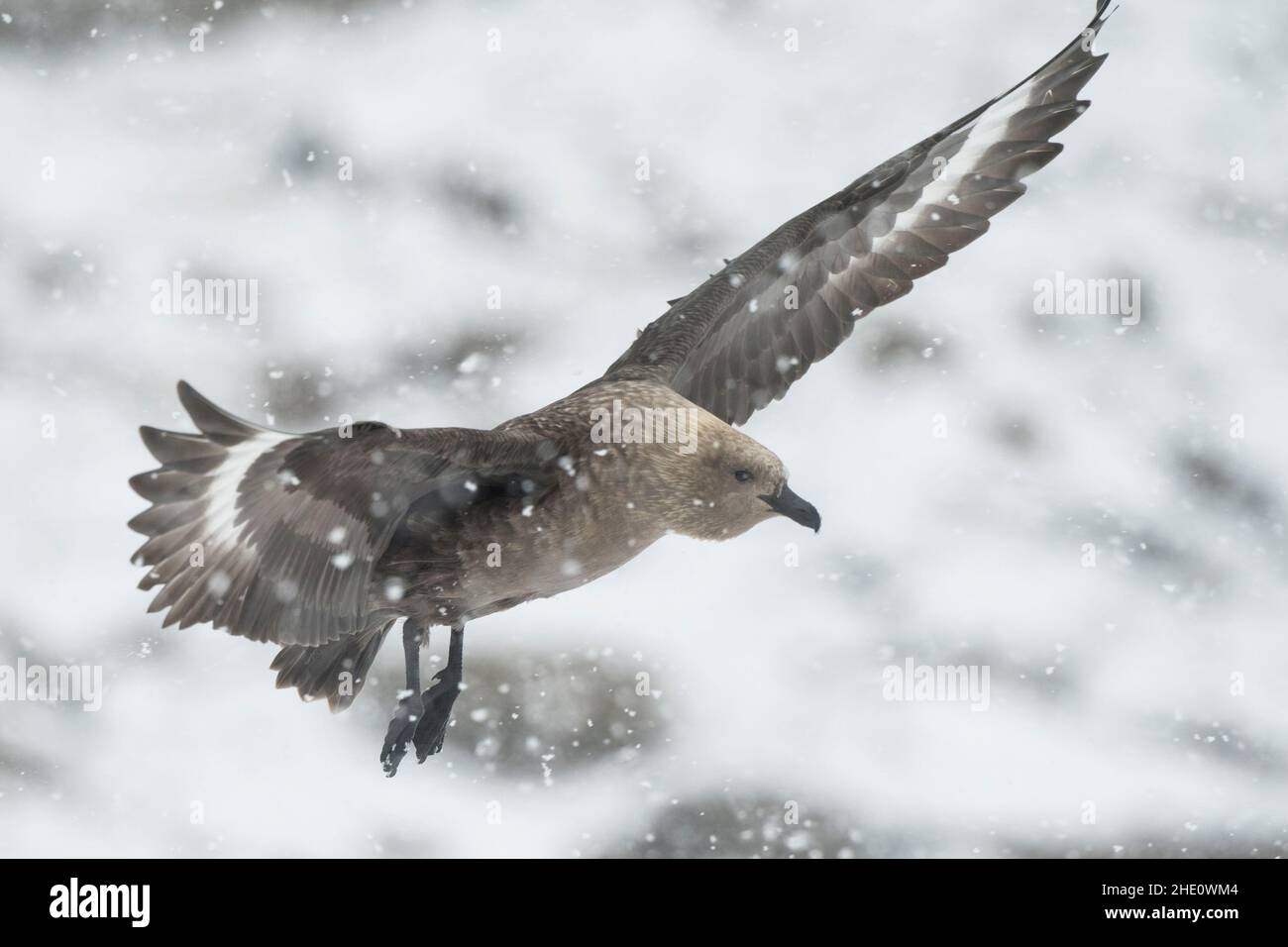 An Antarctic skua flying through a snowstorm in Antarctica Stock Photo ...