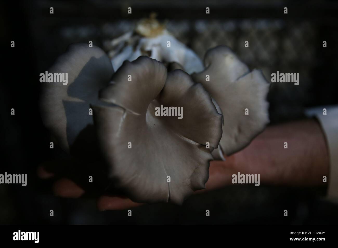 Aleppo, Syria. 07th Jan, 2022. A picture shows the fruits of Oyster ...