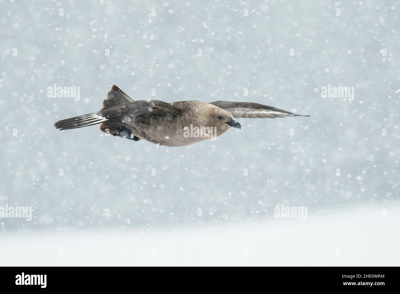 An Antarctic skua flying through a snowstorm in Antarctica Stock Photo ...