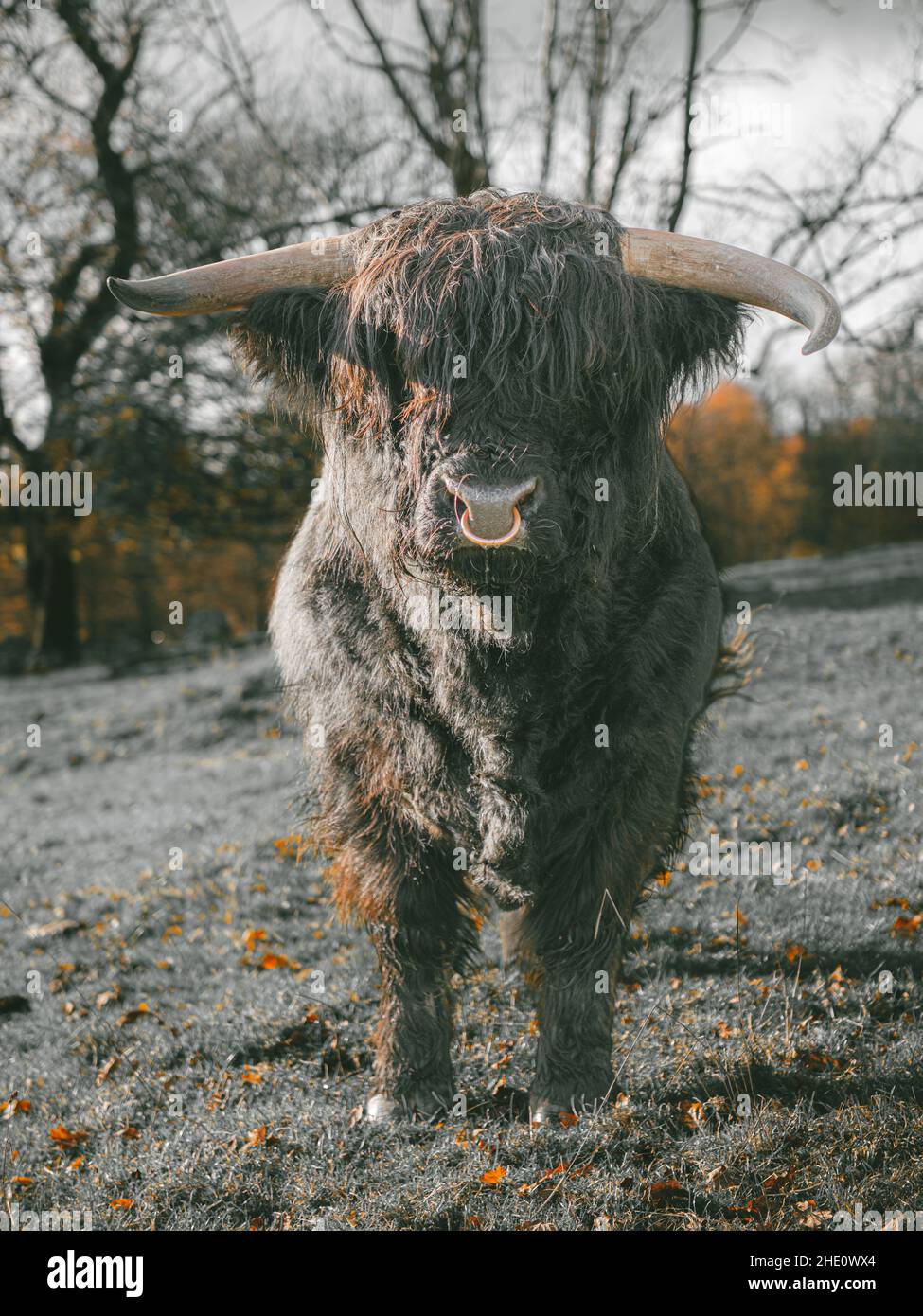 Bull grass hi-res stock photography and images - Alamy