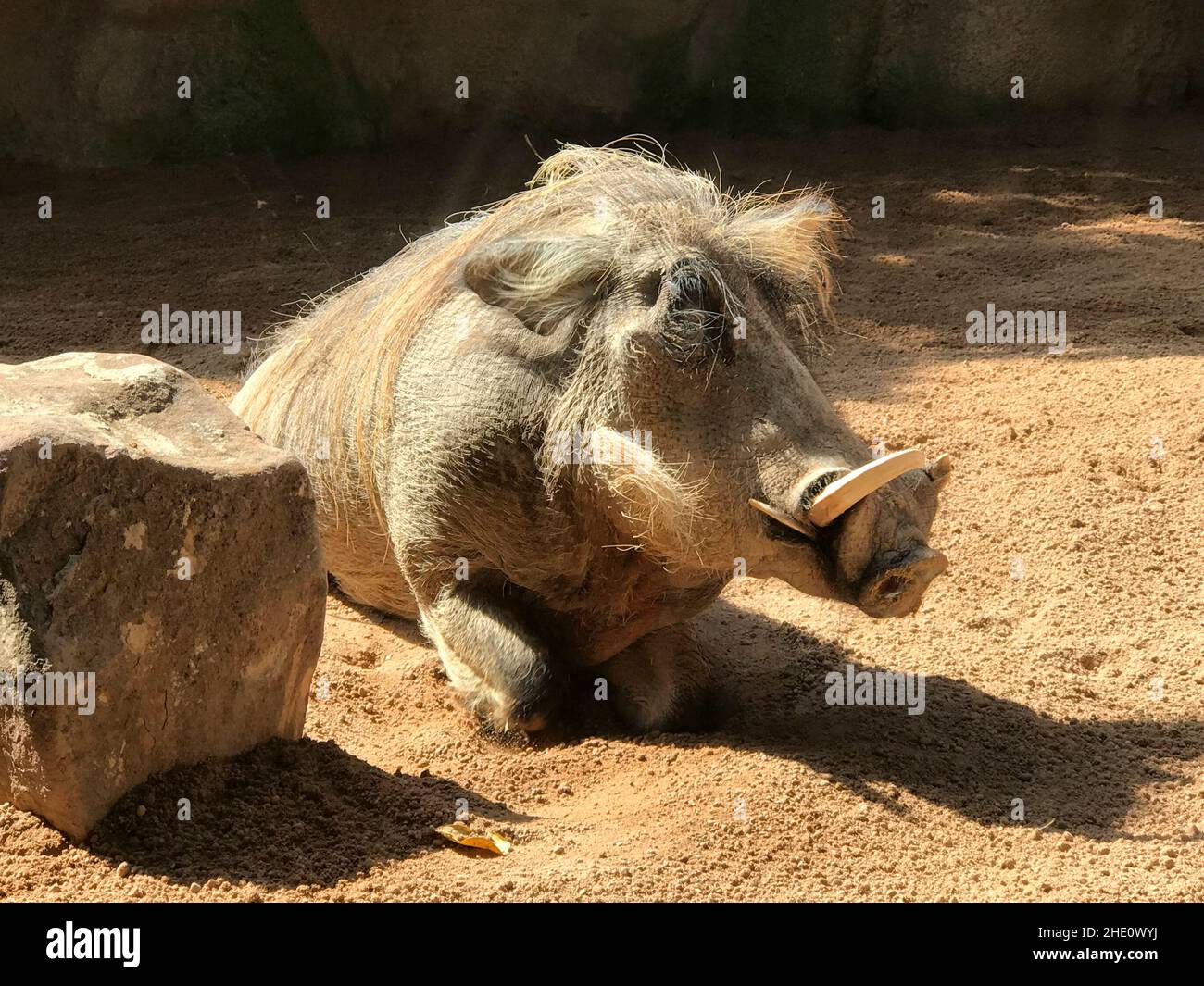 African ungulates hi-res stock photography and images - Alamy