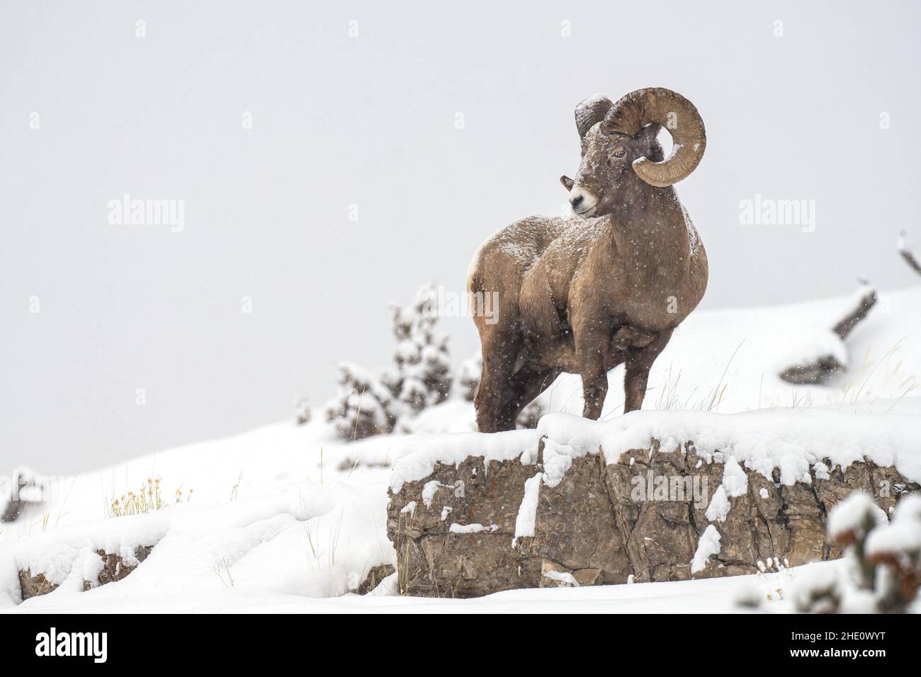Bighorn Sheep Ram Stock Photo - Alamy